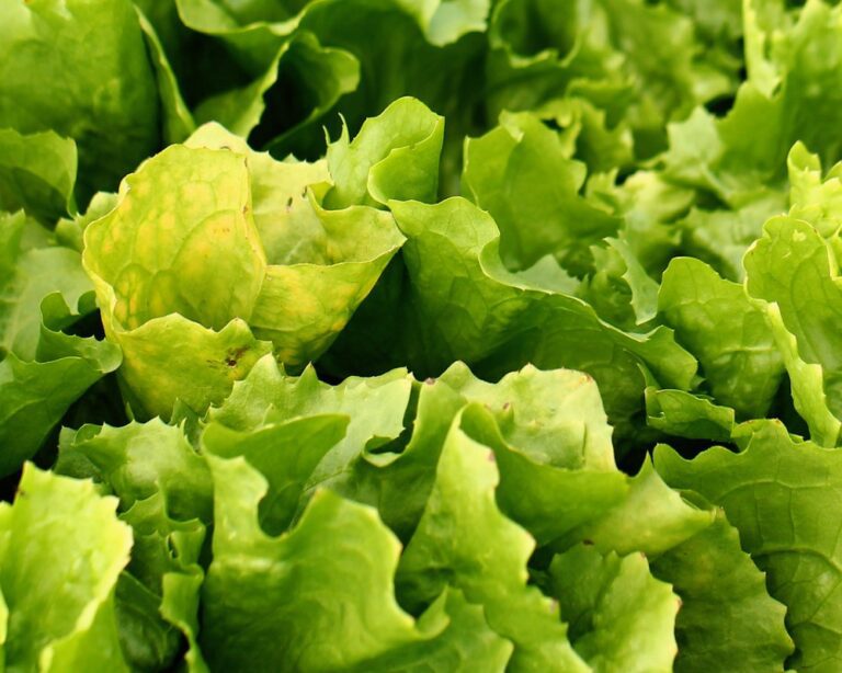 Pizza di Scarola: Classic Italian Savory Escarole Pie - Loriana Shea Cooks